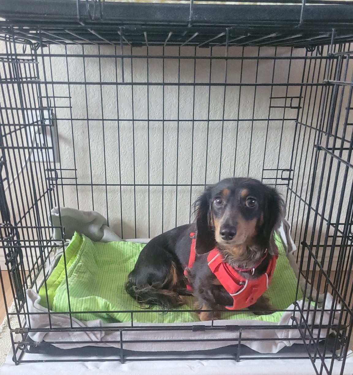 Available Dachshunds – Mile High Dachshunds Rescue